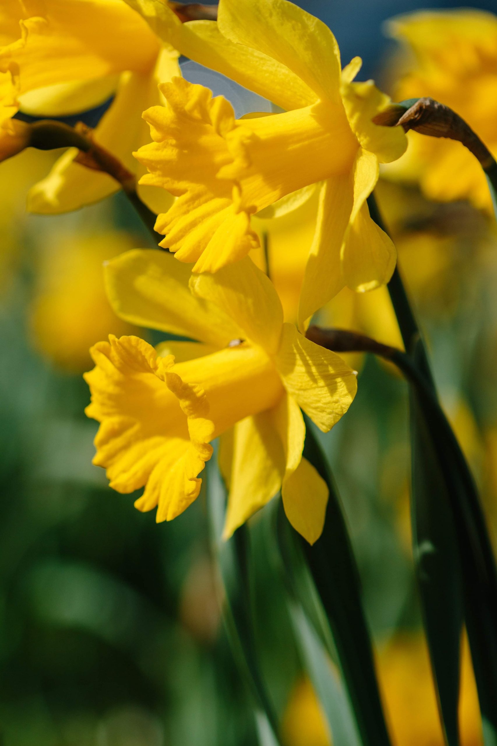 Spring: The Season of New Beginnings | living the transformed life